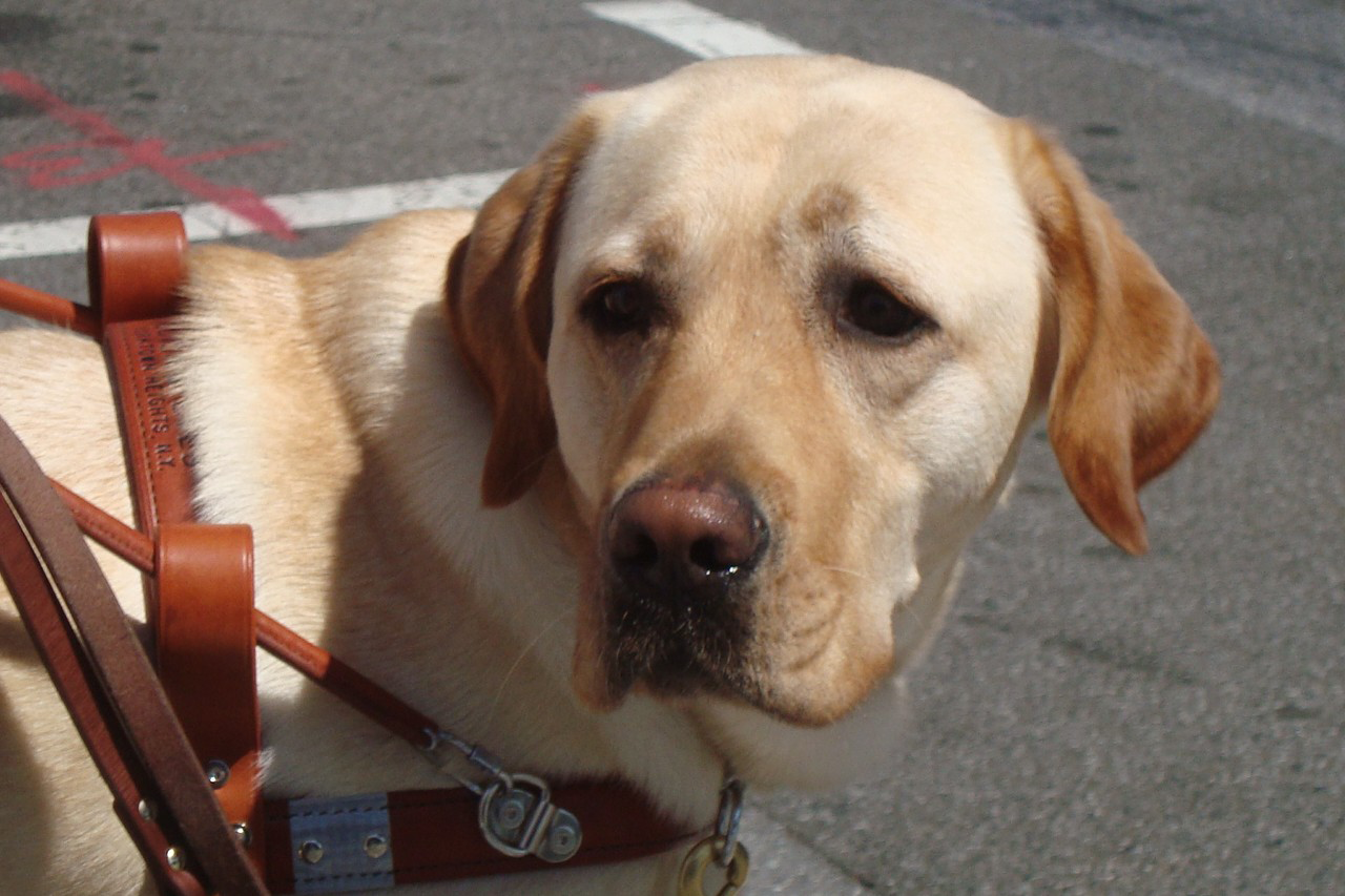 Guide Dog Tales - About Galahad